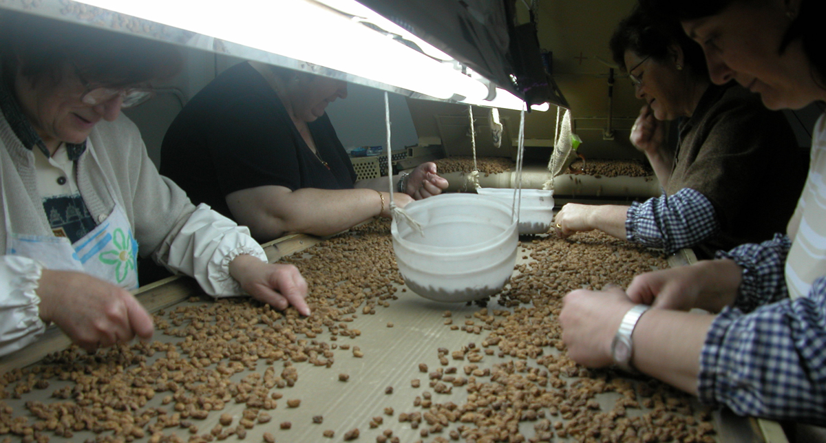 Tigernut Xufa Tigernut Chufa Erdmandel - origen - uso - propiedades